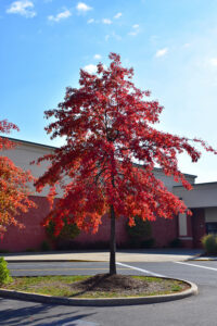 What are the recommended types of trees for planting along the street ...