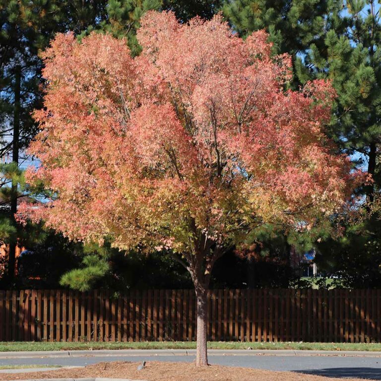 What are the recommended types of trees for planting along the street ...