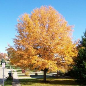 What are the recommended types of trees for planting along the street ...