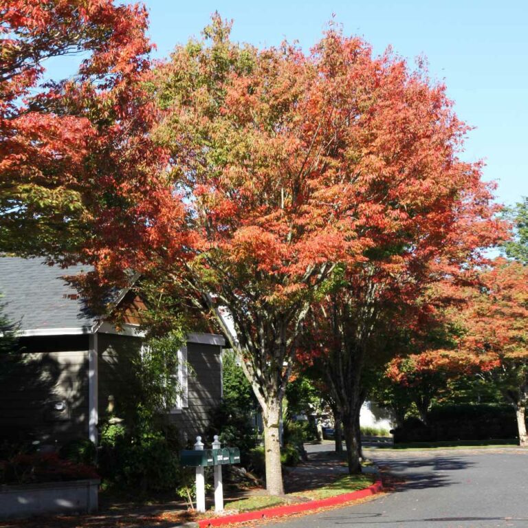 What are the recommended types of trees for planting along the street ...