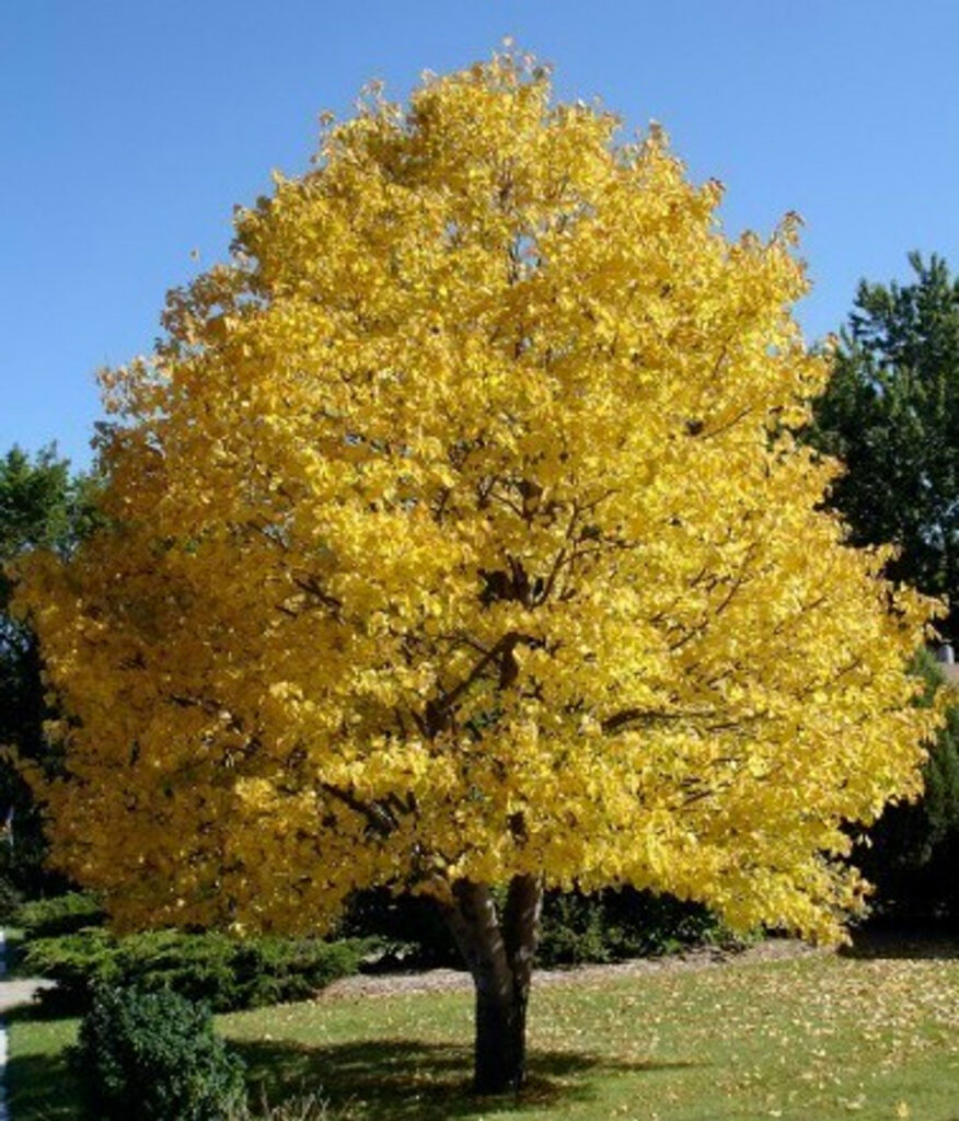 What are the recommended types of trees for planting along the street ...